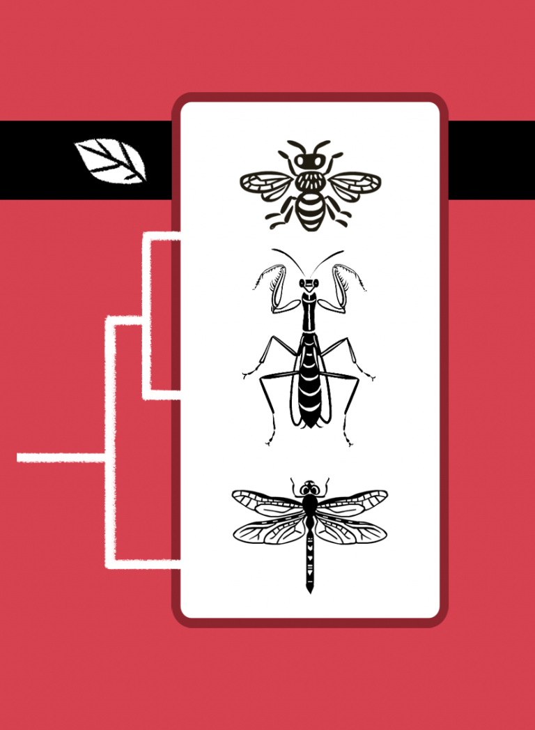 Pterygota: Insects with Wings or Winged Ancestors