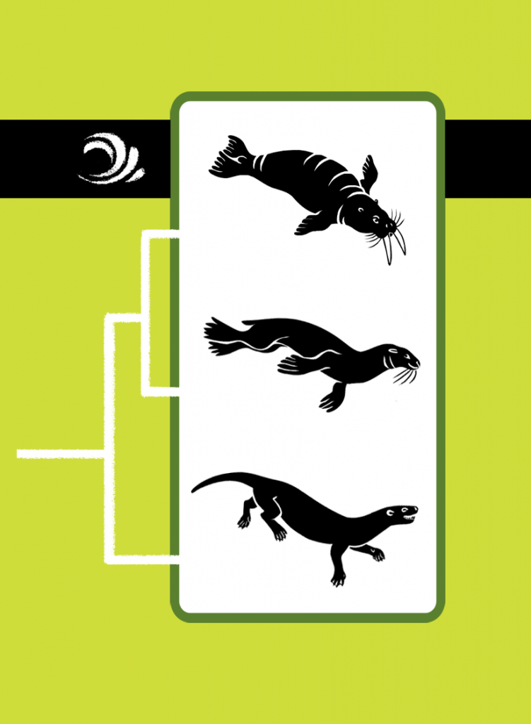 Pinnipeds: From Feet to Fins